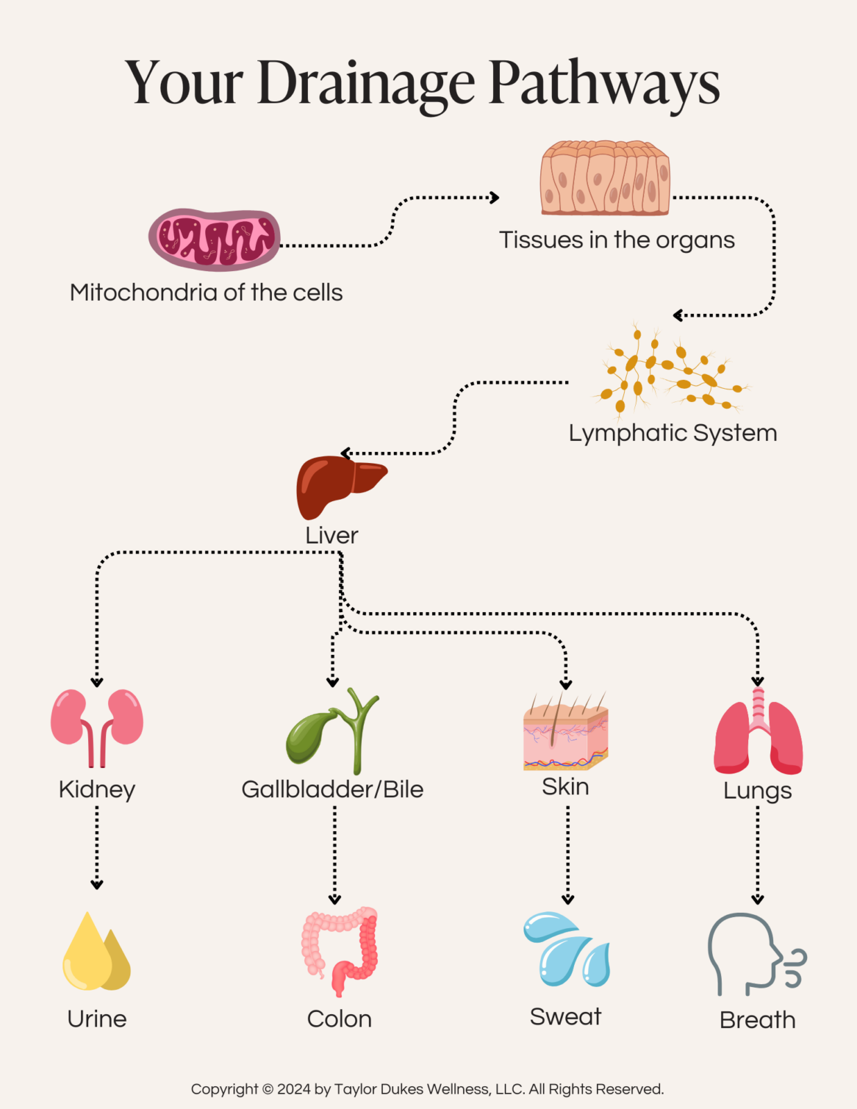 How to Detox on a Budget - Taylor Dukes Wellness